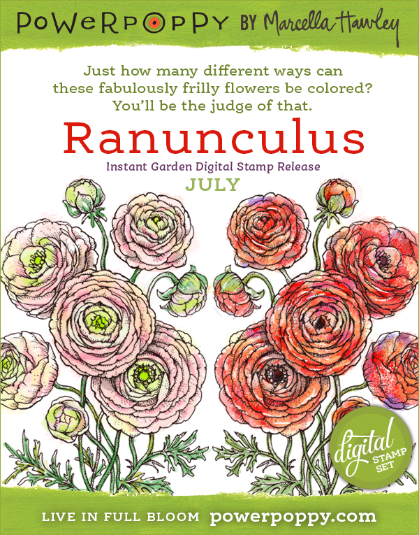 Ranunculus Digital Stamp Set - Power Poppy by Marcella Hawley